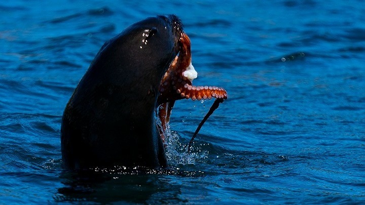 Σχεδόν 300 φώκιες απειλούμενου είδους ξεβράσθηκαν στην Κασπία - The ...