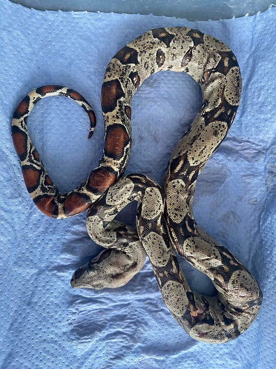 Σημαντική αύξηση παρουσιάζει η εγκατάλειψη ζώων και ειδικά των άγριων ...